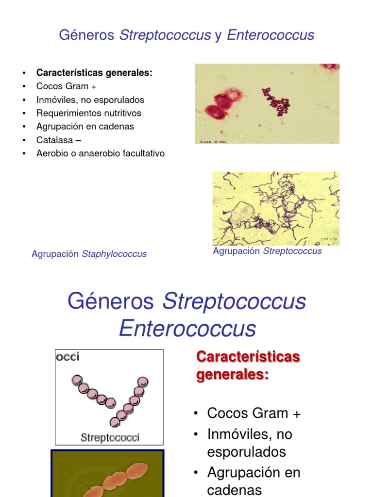 Streptococcus y Enterococcus | PDF | Estreptococo | Procariota