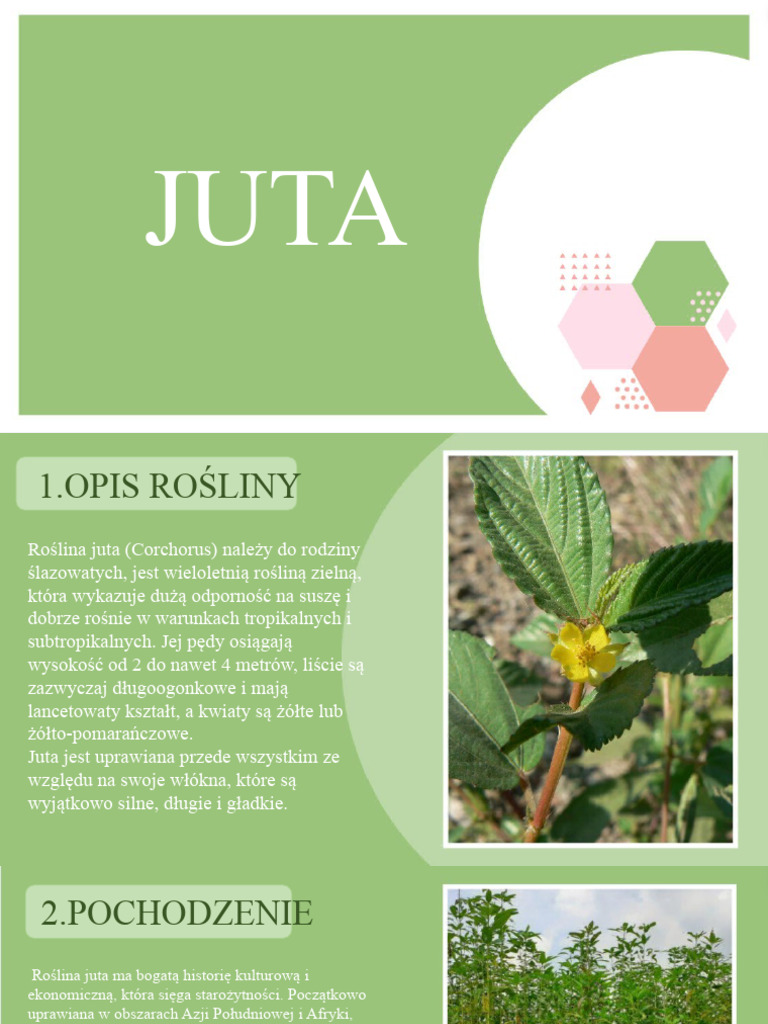 Juta | PDF