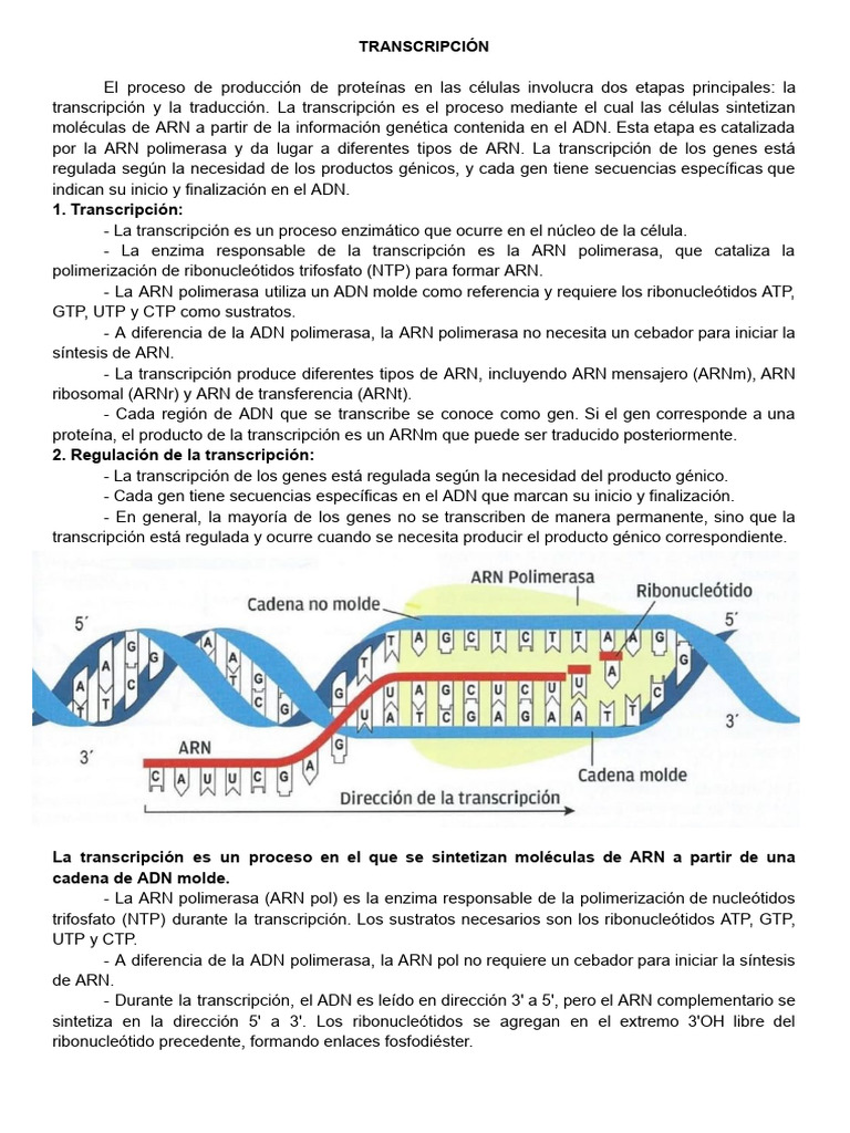TRANSCRIPCIÓN | PDF | Rna | Messenger Rna