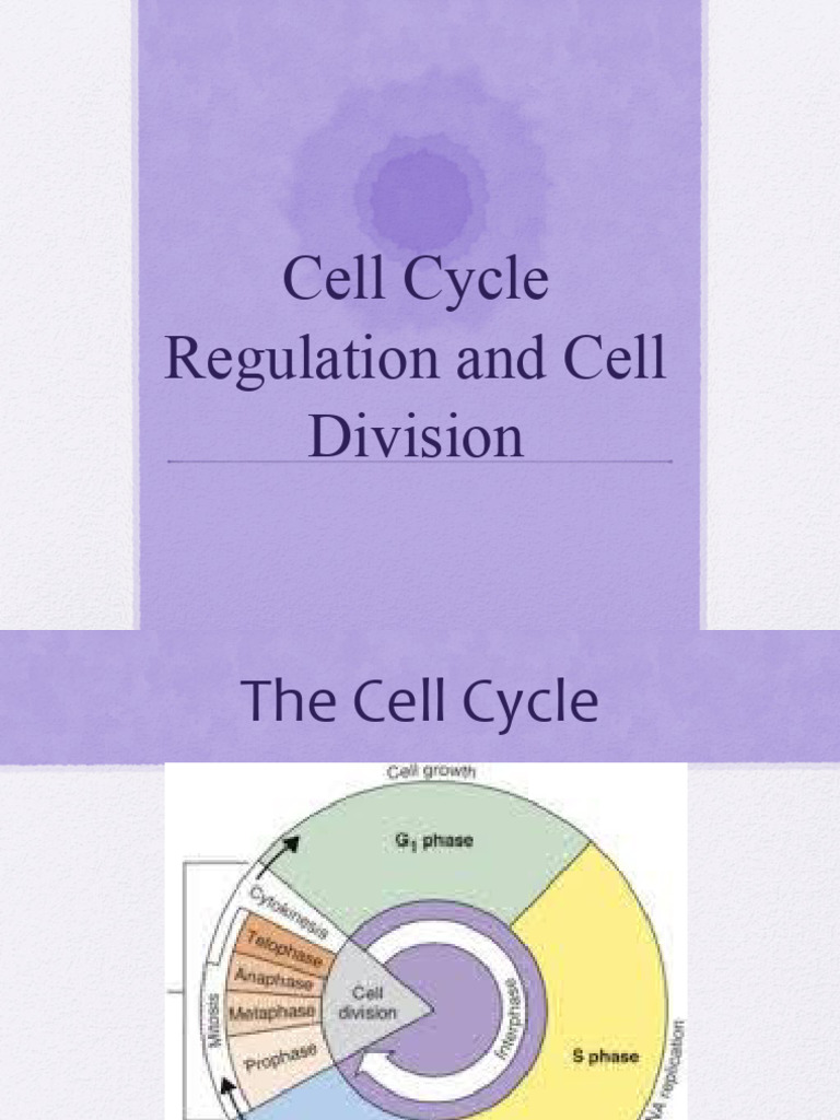 2024cell Cycle Regulation and Cell Division Notes | PDF | Mitosis ...
