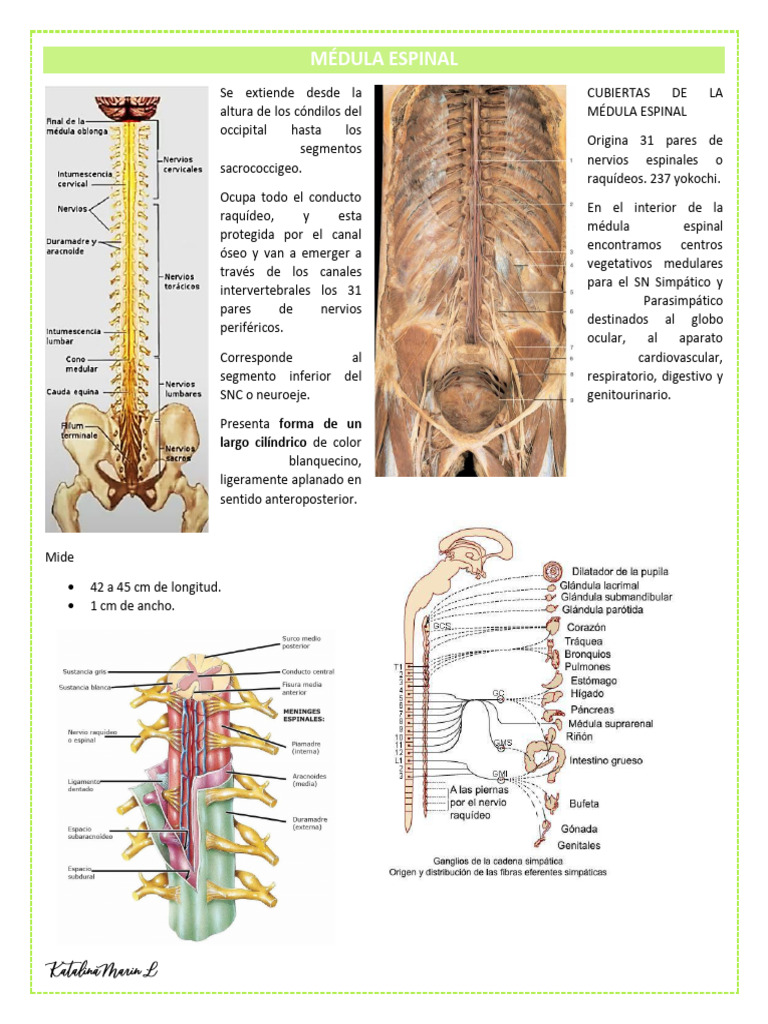 Médula Espinal | PDF | Médula espinal | Materia gris