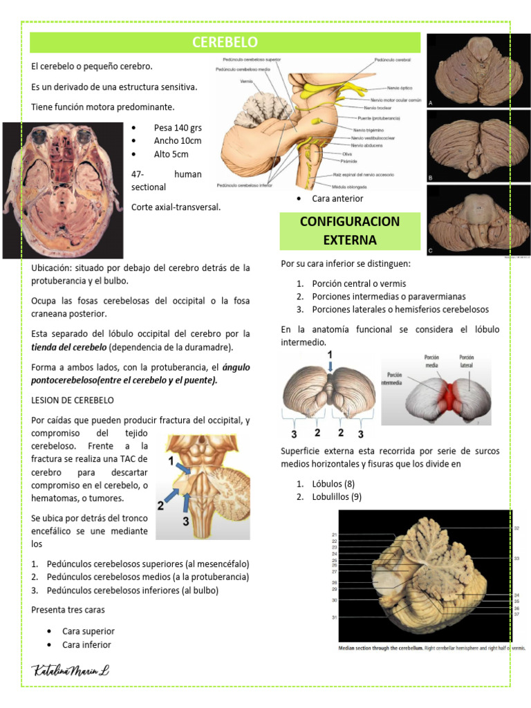 Cerebelo | PDF | Cerebelo | Corteza cerebral