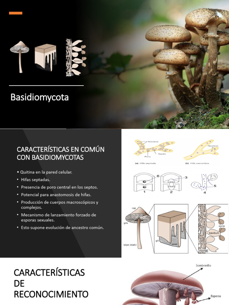 Phylum Basidiomycota | PDF | Hongo | Seta