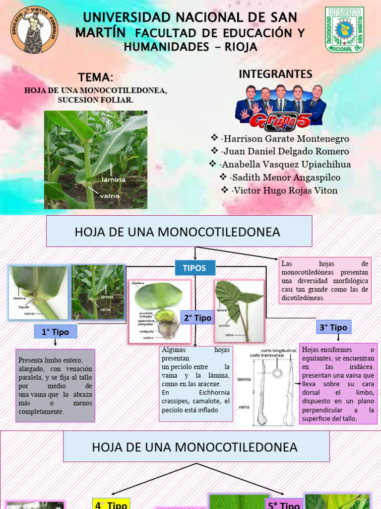 Hojas Monocotiledoneas | PDF | Hoja | Organismos