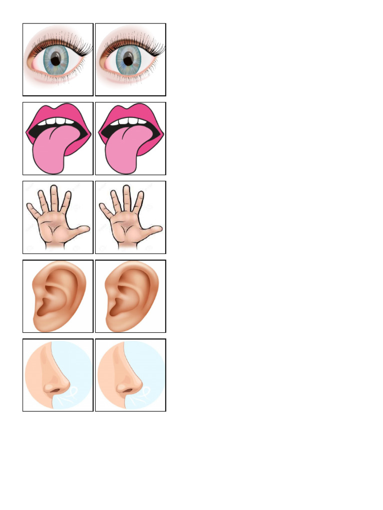 Los 5 Sentidos Memoria | PDF