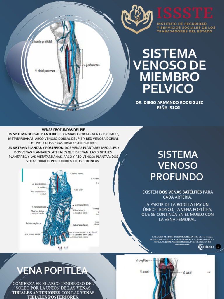 SISTEMA VENOSO DE MIEMBRO PELVICO | PDF | Sistema musculoesquelético ...