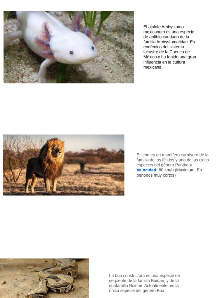 Especies de animales y su hábitat | PDF | Mamíferos | Cocodrilo