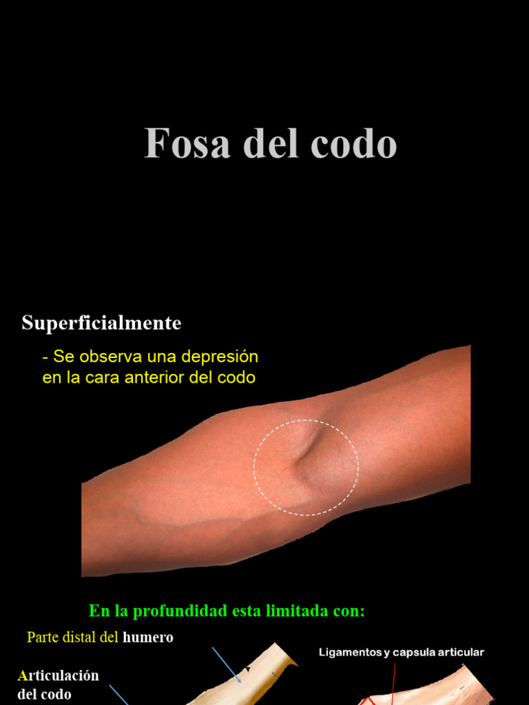 Anatomía de la Fosa del Codo | PDF | Sistema musculoesquelético ...