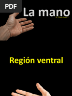 Anatomía de la Mano: Región Palmar y Dorsal | PDF | Mano | Anatomía humana