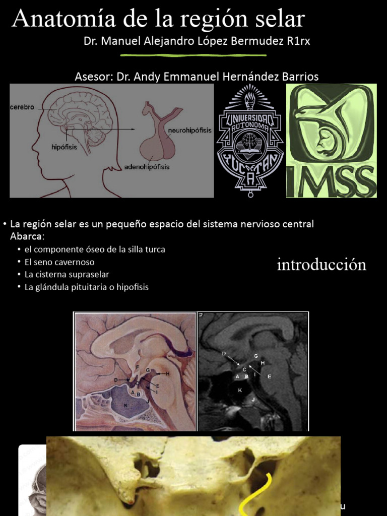 Anatomia de La Region Selar | PDF | Glándula pituitaria | Hipotálamo