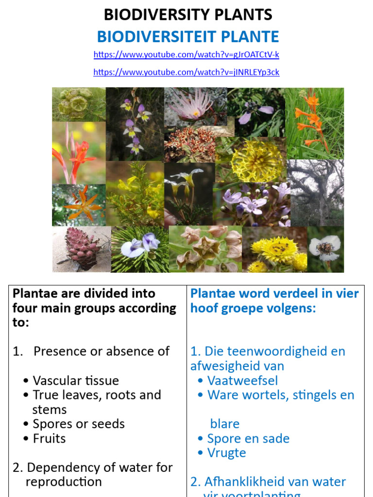 Biodiversity Plants-3 | PDF