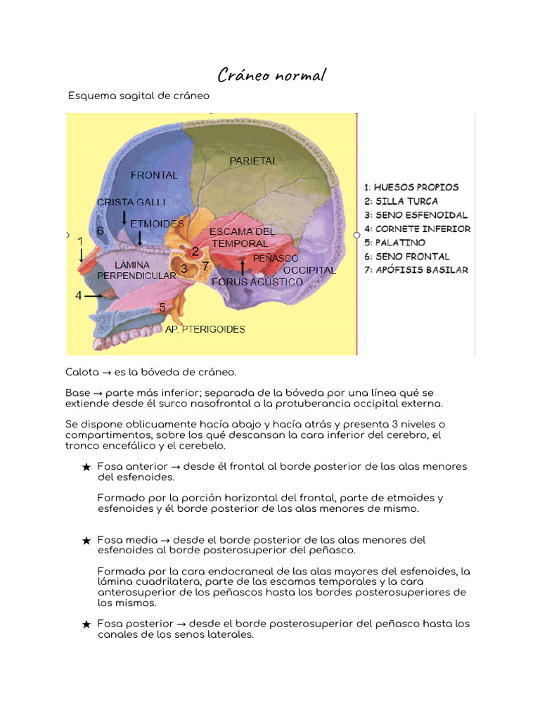Anatomía y Radiología del Cráneo Normal | PDF | Cráneo | Sistema ...