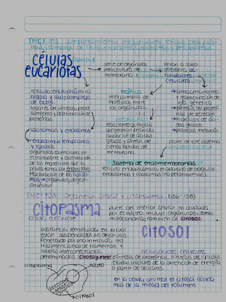 Citosol Citoplasma Citoesqueleto | PDF