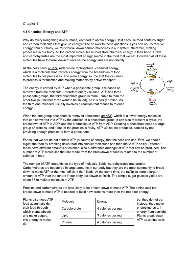 Review About Cells and Energy | PDF | Cellular Respiration | Photosynthesis