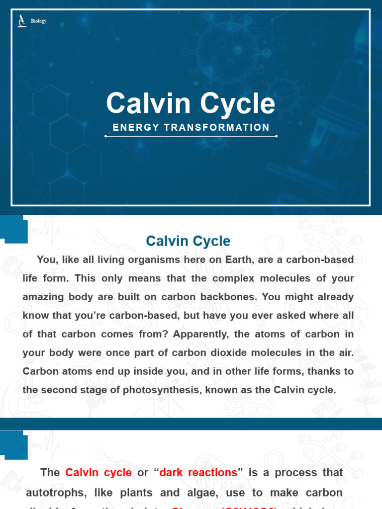 Calvin Cycle Bio Report | PDF | Biochemistry | Chemistry