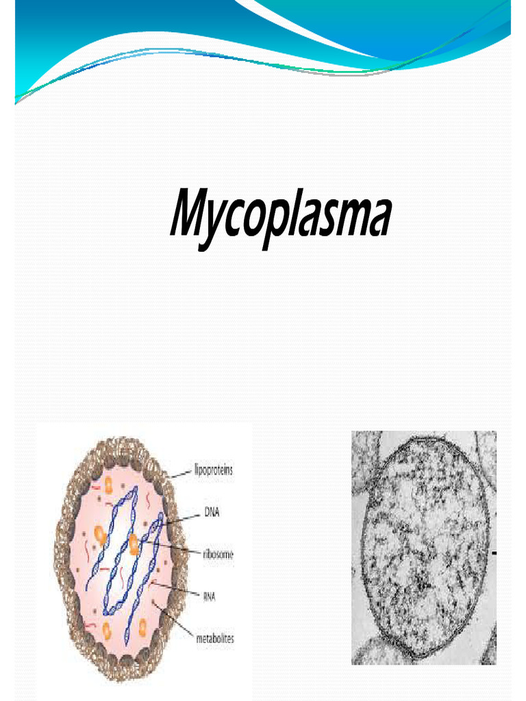 Características y Patologías de Mycoplasma | PDF | Micoplasma | Biología