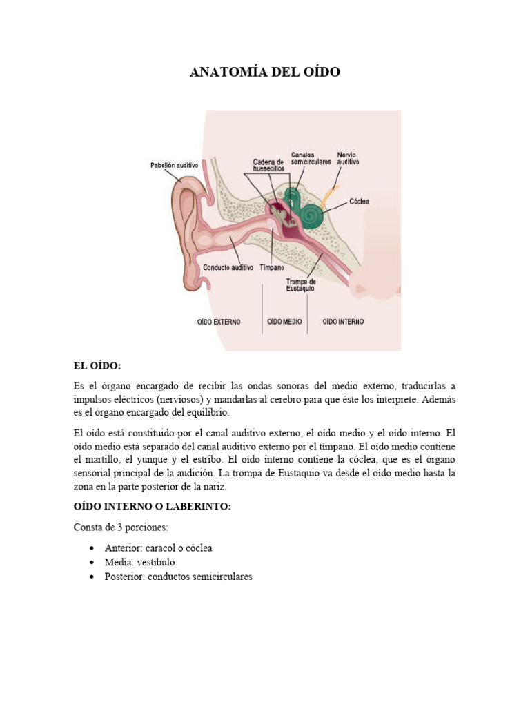 Anatomia Del Oido | PDF | Oído | Especialidades Quirúrgicas