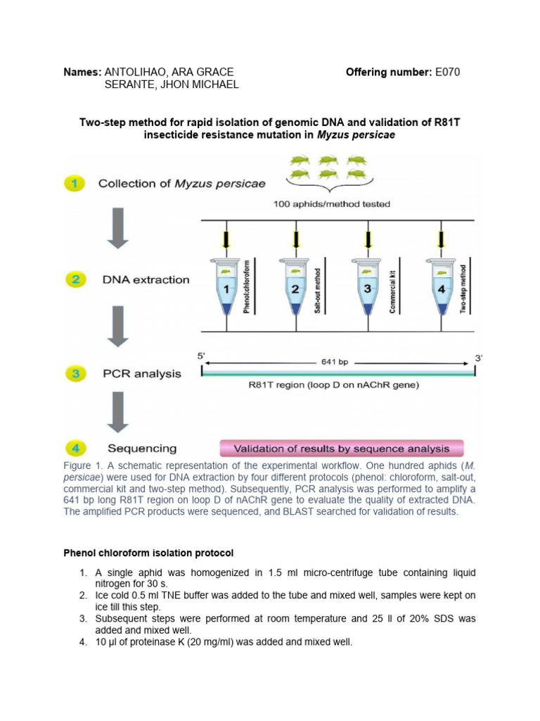 Cmb | PDF | Polymerase Chain Reaction | Gel Electrophoresis