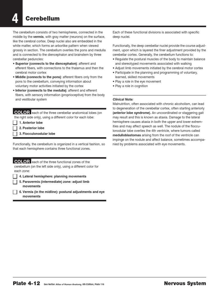 netter | PDF | Cerebellum | Cerebral Cortex