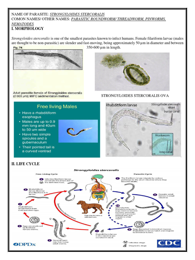 Name of Parasite | PDF | Medical Specialties | Clinical Medicine