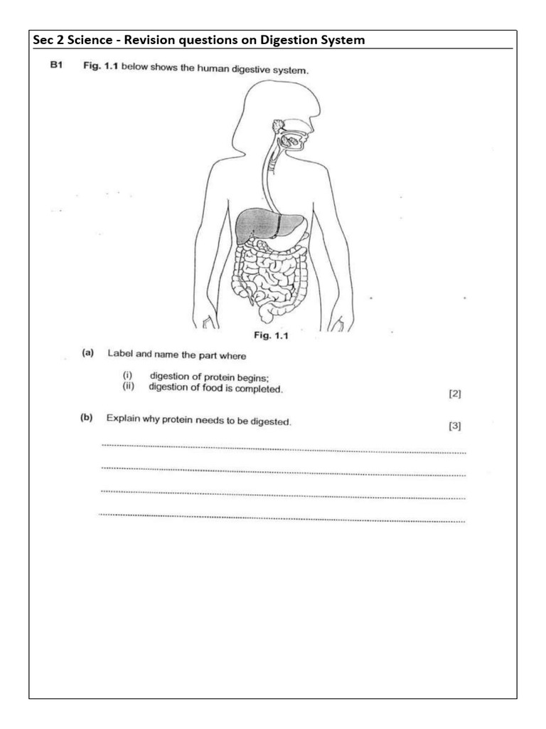 Sec 2 Revision Questions On Digestion System - Student Version | PDF