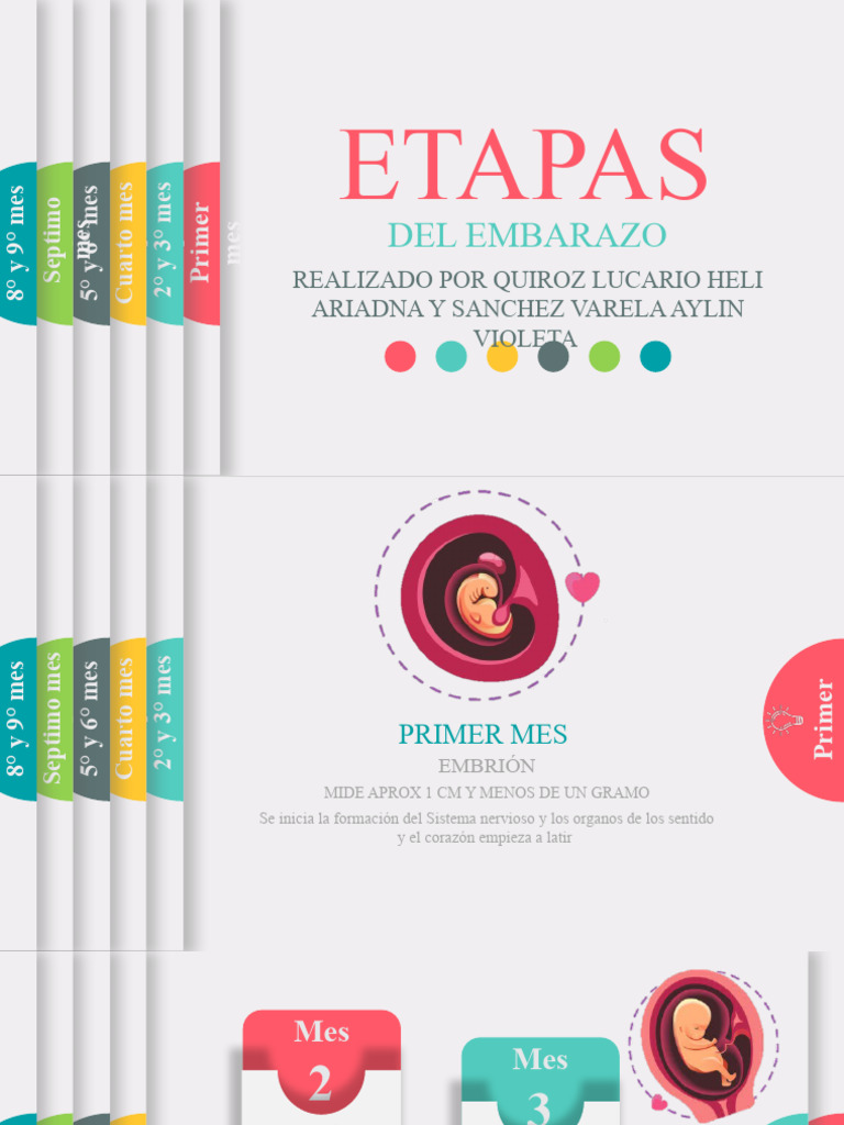 Etapas Del Embarazo | Descargar gratis PDF | Feto | El embarazo