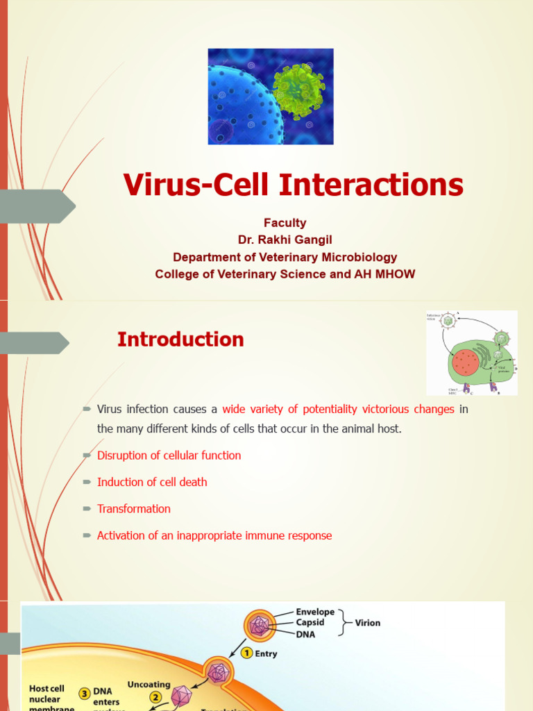 Virus Cell Interactions | PDF | Virus | Messenger Rna