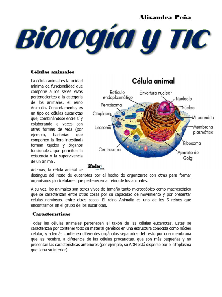 Características de Células Animales | PDF | Biología Celular) | Mitocondria