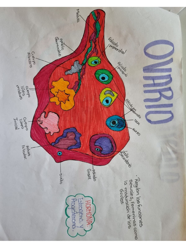 Mishel Baron Murrieta | PDF