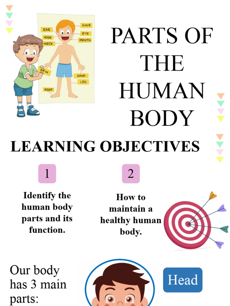 Parts of the Human Body | PDF