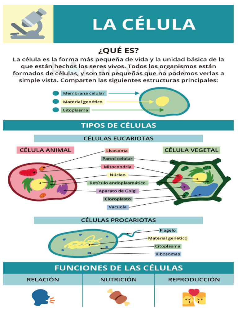Actividades - La Celula | PDF