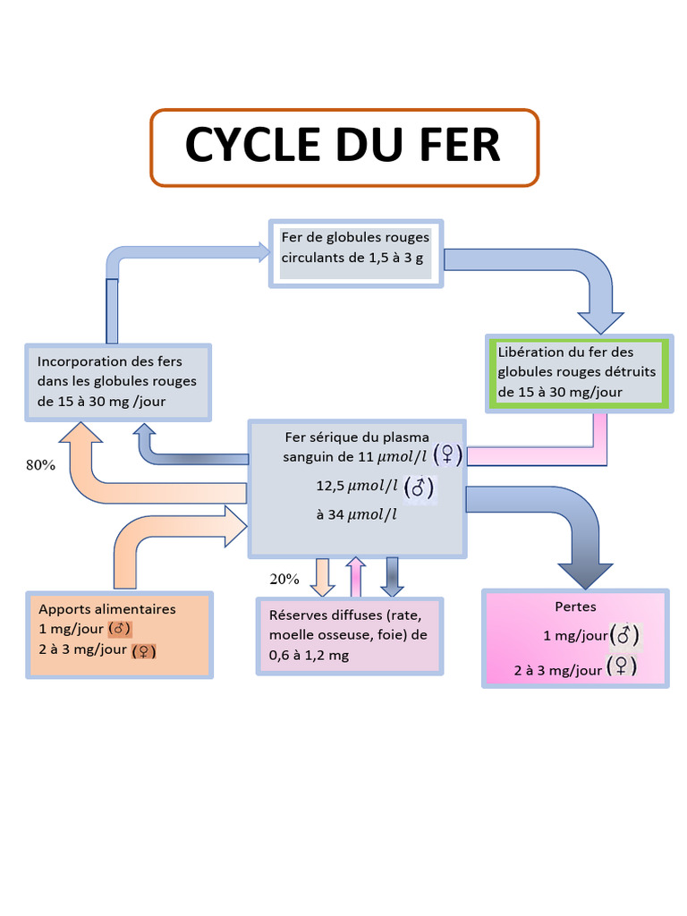 Cycle du fer dans l'organisme | PDF