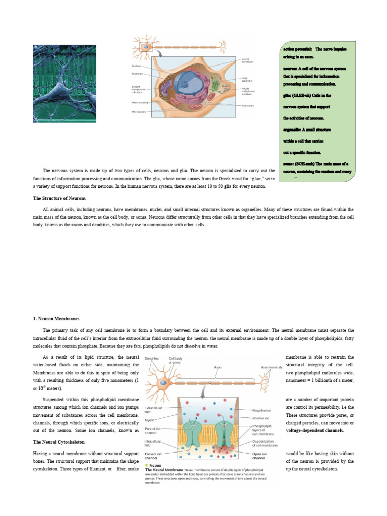 unit ii | PDF | Neuron | Axon