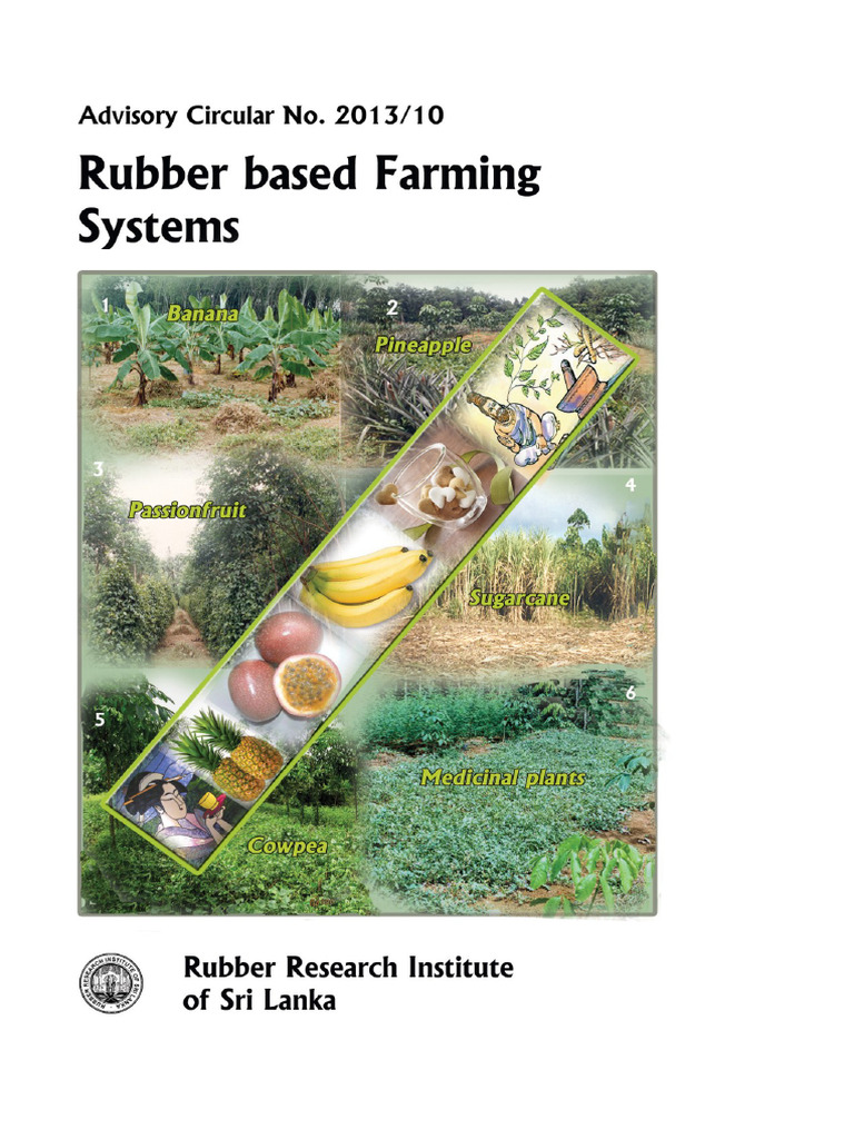 12. Rubber based Farming System | PDF | Cocoa Bean | Agriculture