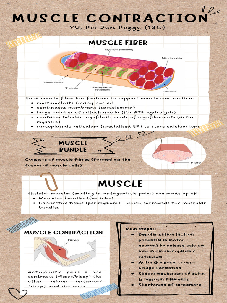 IB Biology Muscle Contraction Notes | PDF | Muscle Contraction | Cell ...