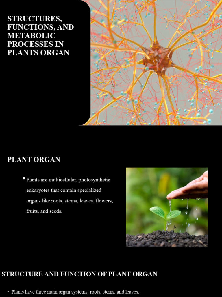 Plant Organ Structures and Functions | PDF | Leaf | Plant Stem