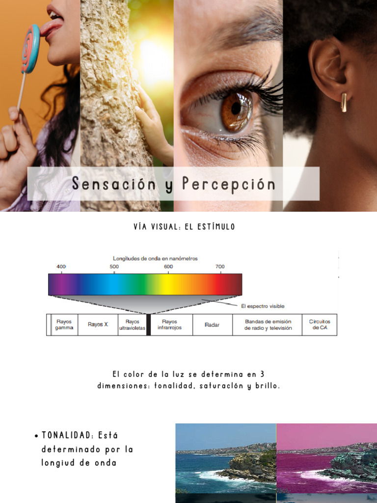 Vía Visual | PDF | Percepción visual | Ojo