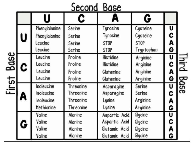 Codon Chart | PDF