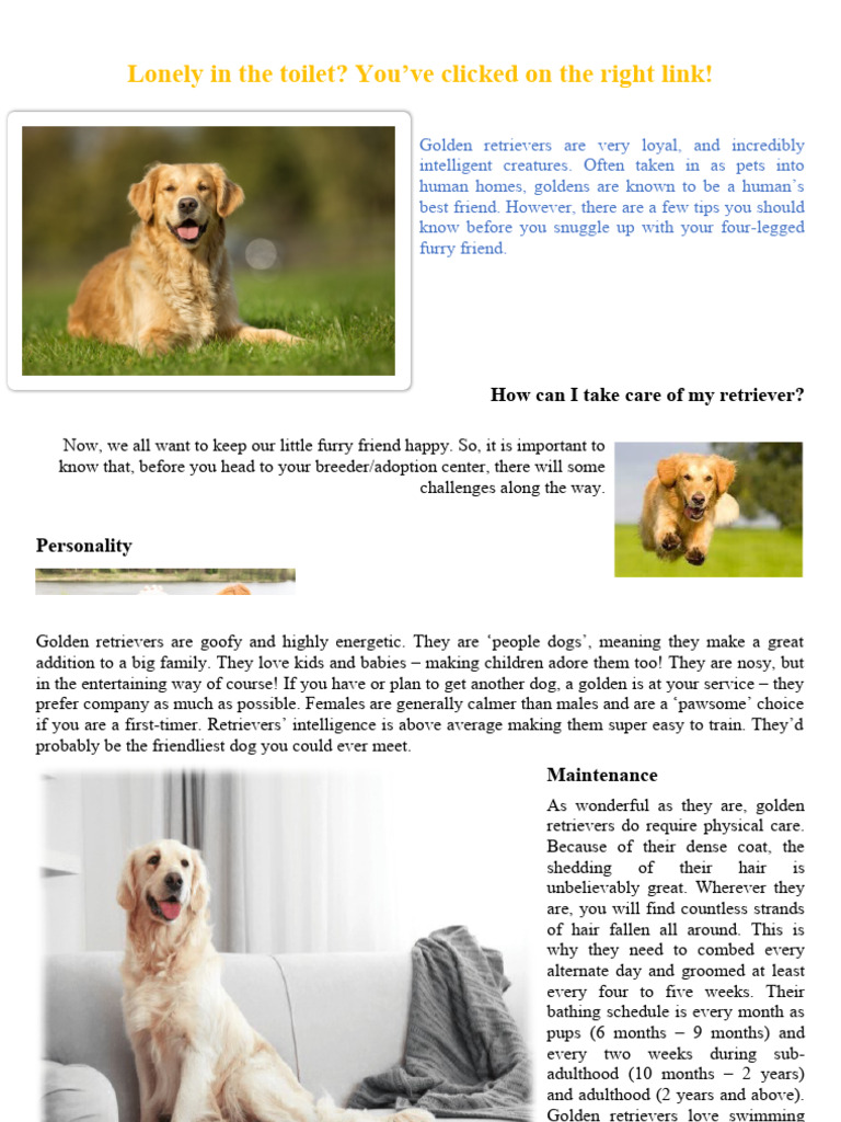 How To Take Care of A Golden Retriever | PDF | Dogs | Golden Retriever