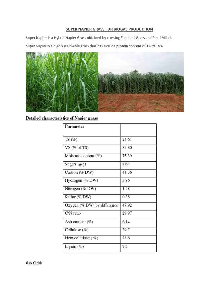 Super Napier Grass | PDF | Biogas | Anaerobic Digestion