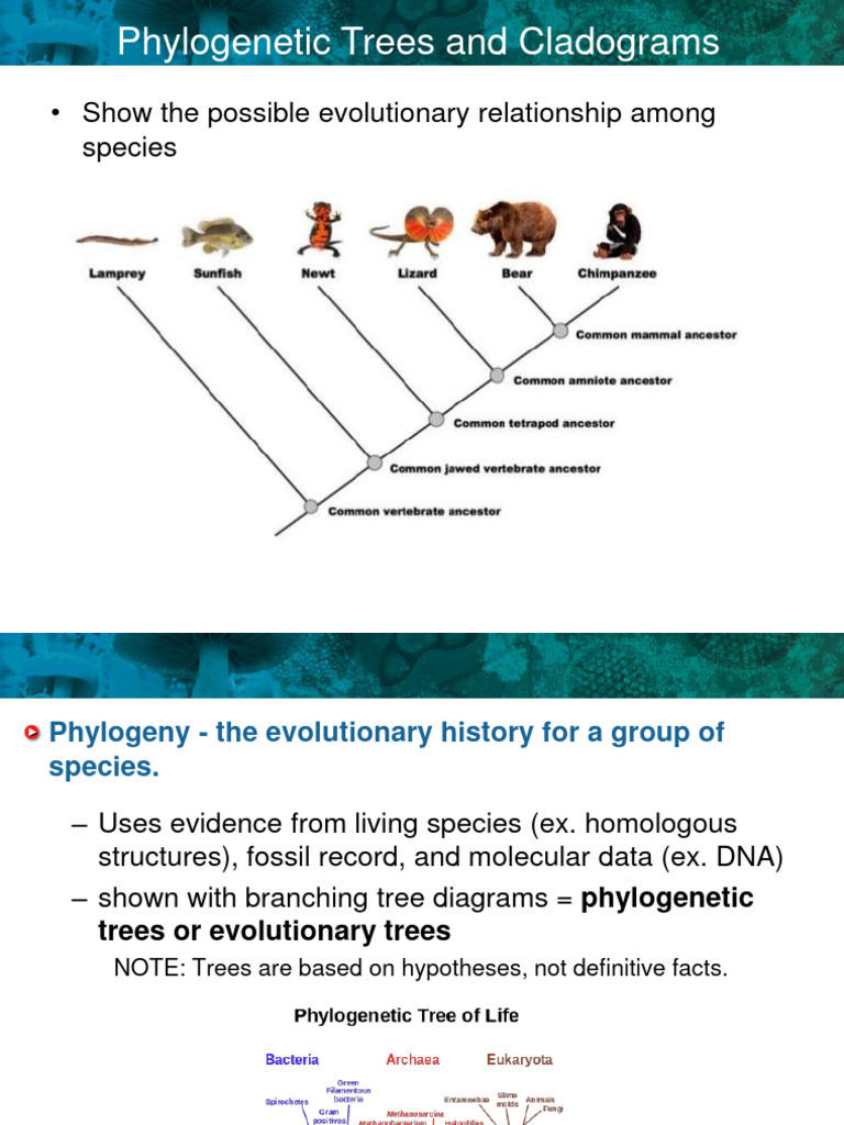 Phylogenetic Trees Cladograms | Download Free PDF | Phylogenetic Tree ...