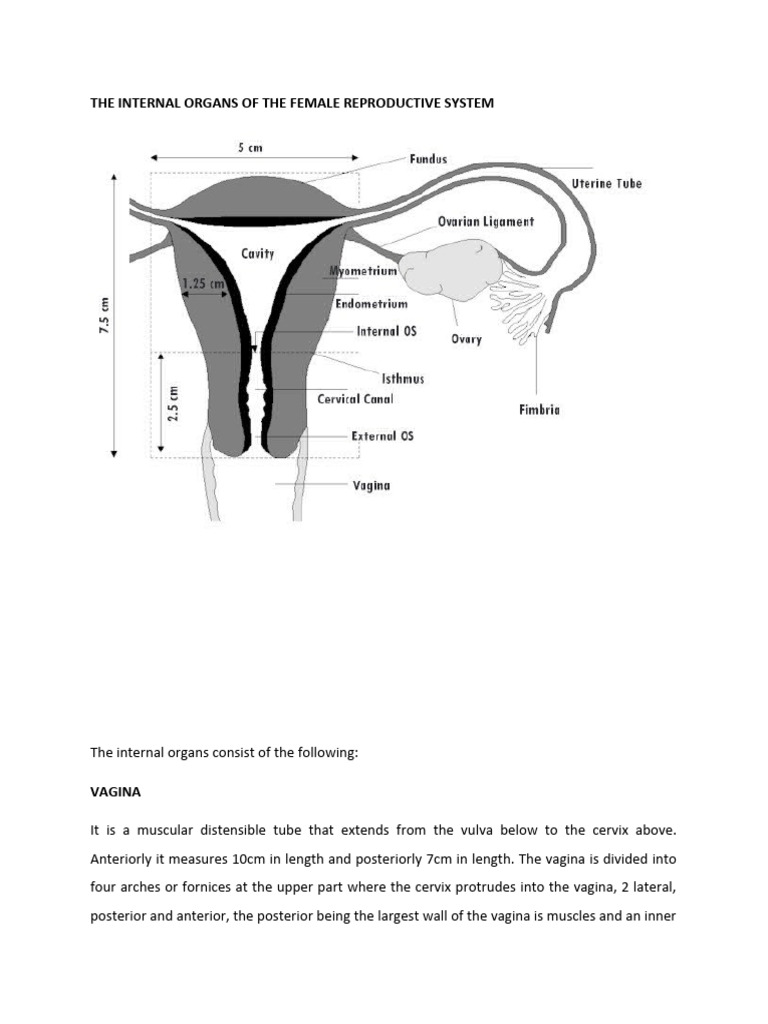 Female Reproductive System | PDF | Menstrual Cycle | Ovary