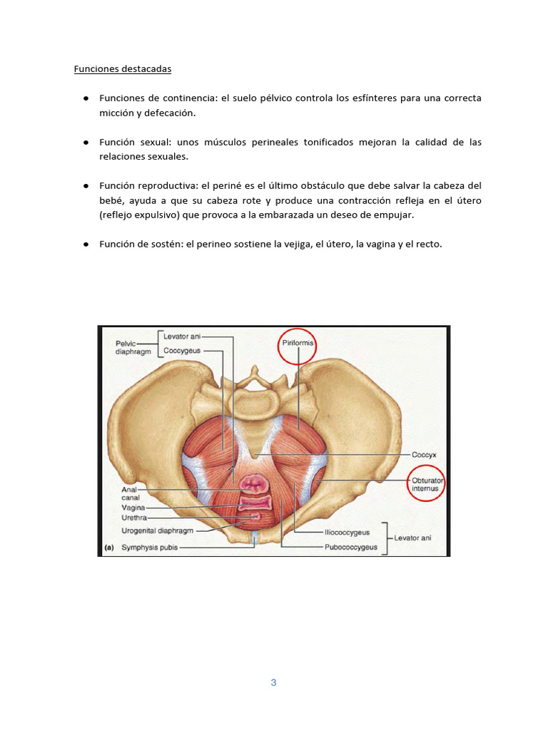 Suelo Pelvico Anatomia - 3-4 | Descargar gratis PDF | Pelvis