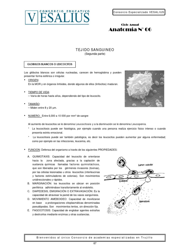 Anat. (06) Tejido Sanguineo Ii 67 - 72 | PDF | Leucocito | Coagulación
