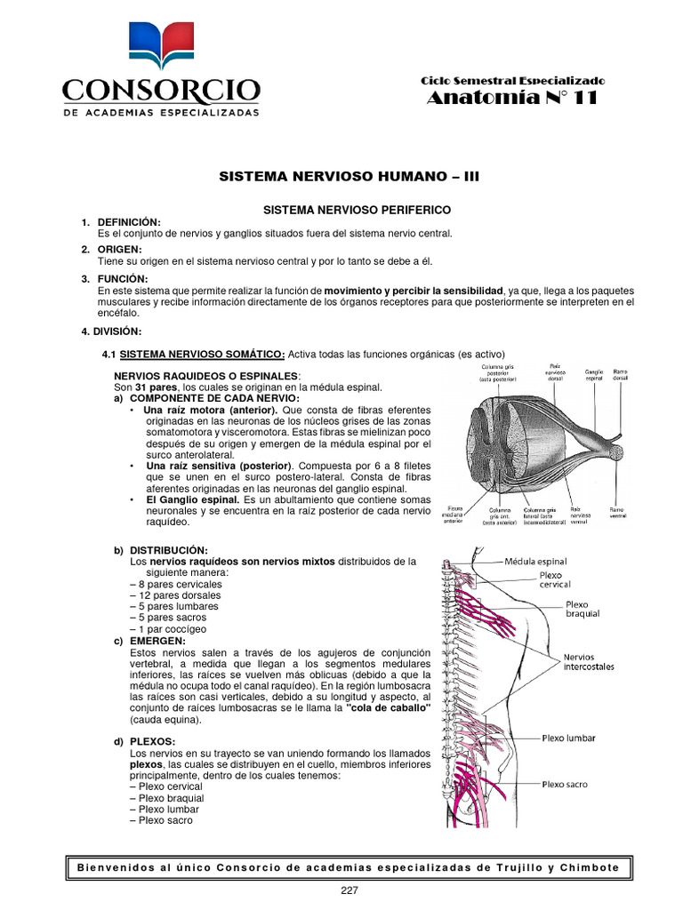 Práctica de Nervios Craneales y Nervios Raquideos #10 | PDF | Fluido cerebroespinal | Médula espinal