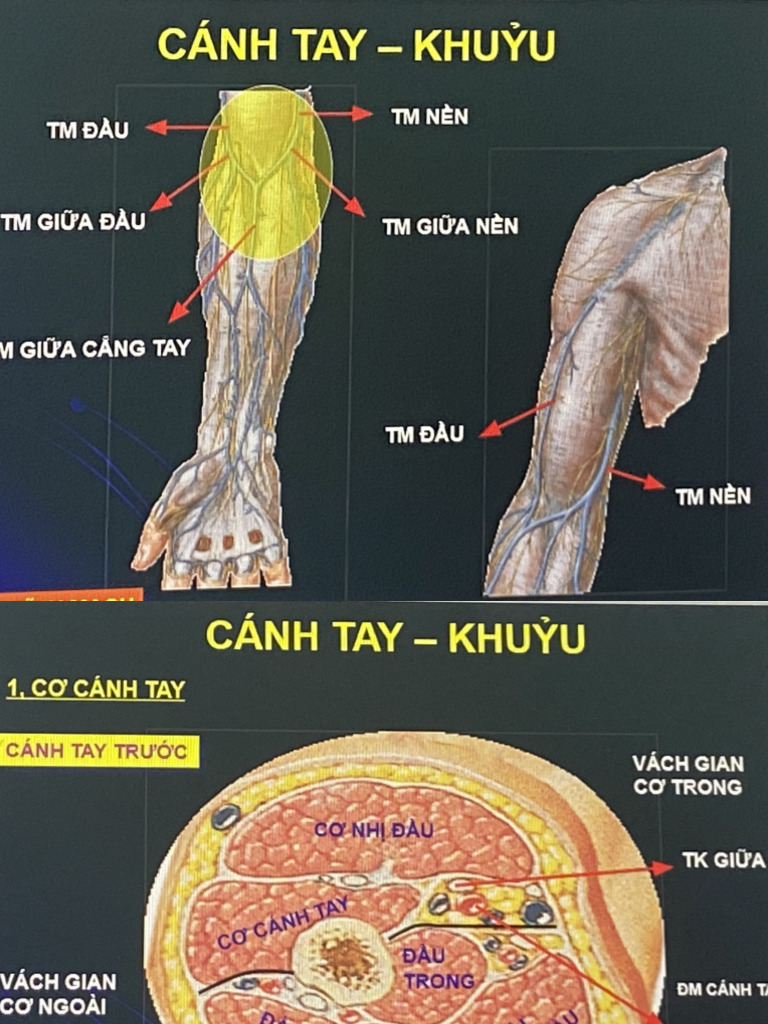 Cánh Khu U | PDF