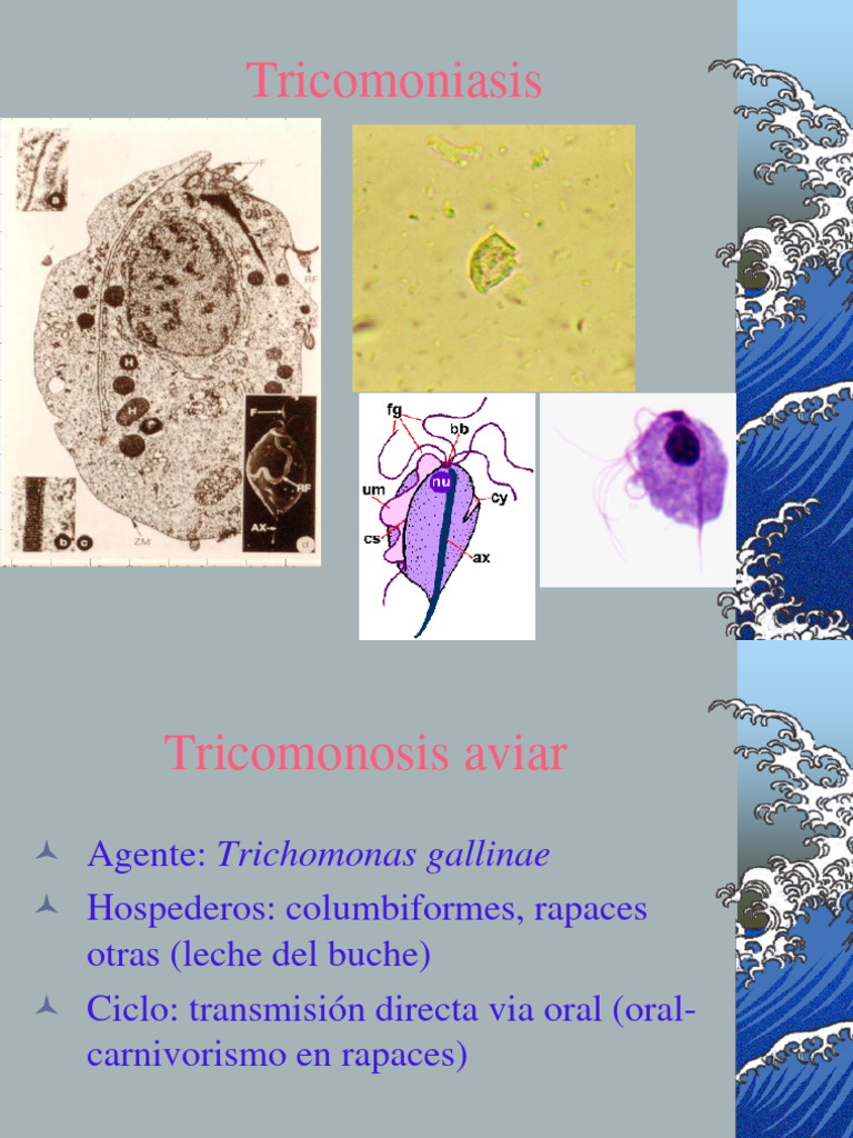 Tricomoniasis Pdf Vacas Sistema Reproductivo