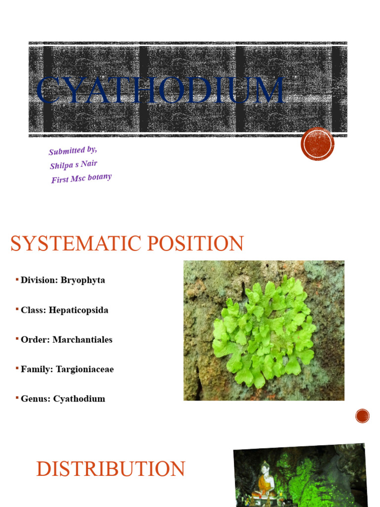 Cyathodium Bryo | PDF | Spore | Plants