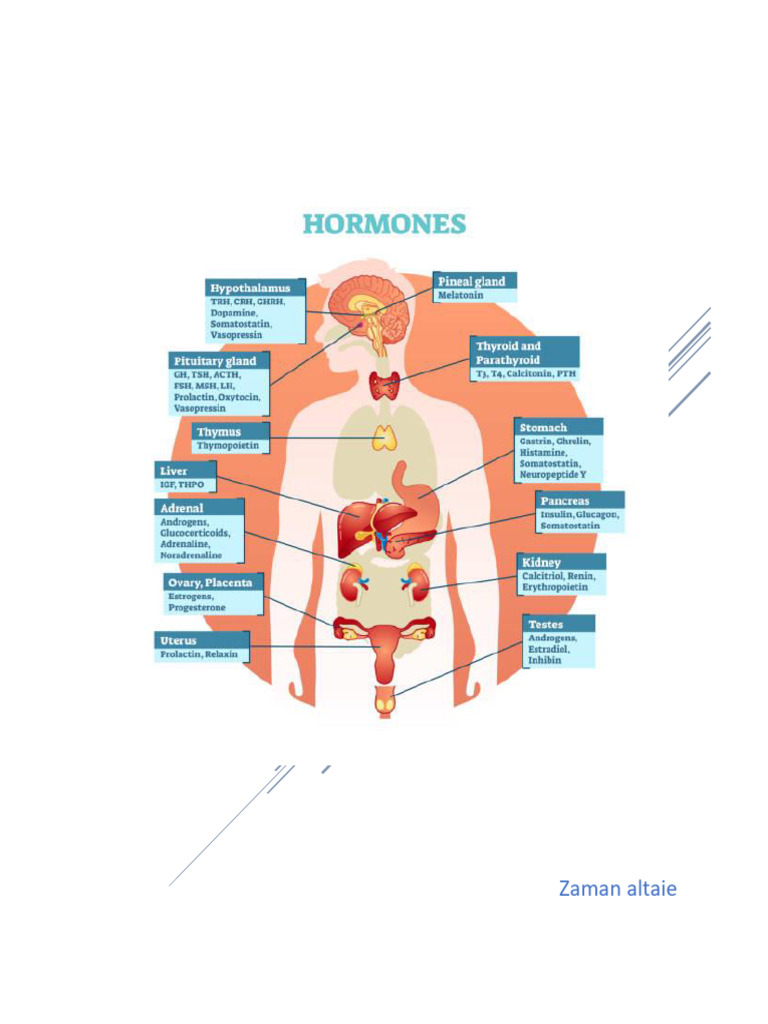HORMONS | Download Free PDF | Hormone | Endocrine System