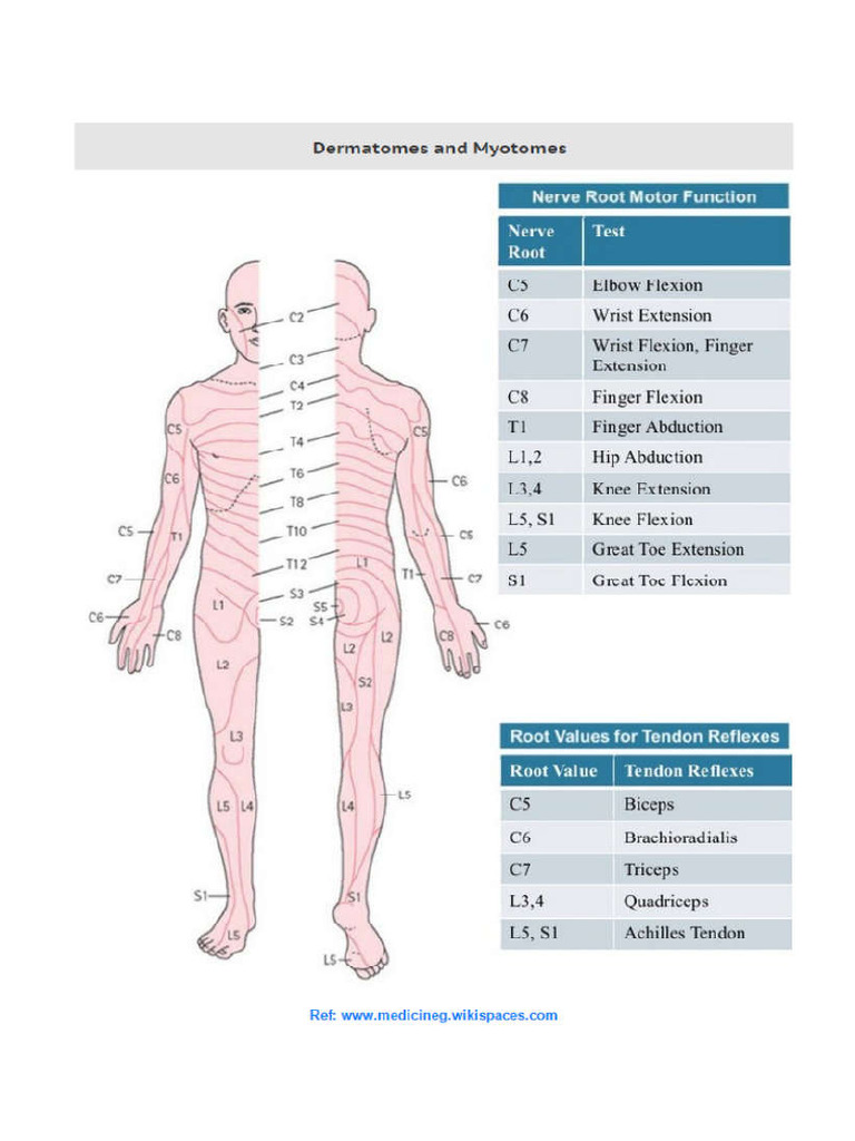 Dermatomes and Myotomes | PDF